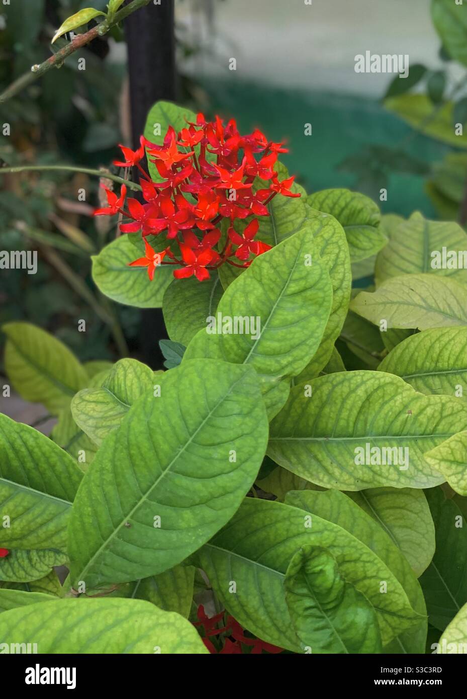 Crisp flower hi-res stock photography and images - Alamy