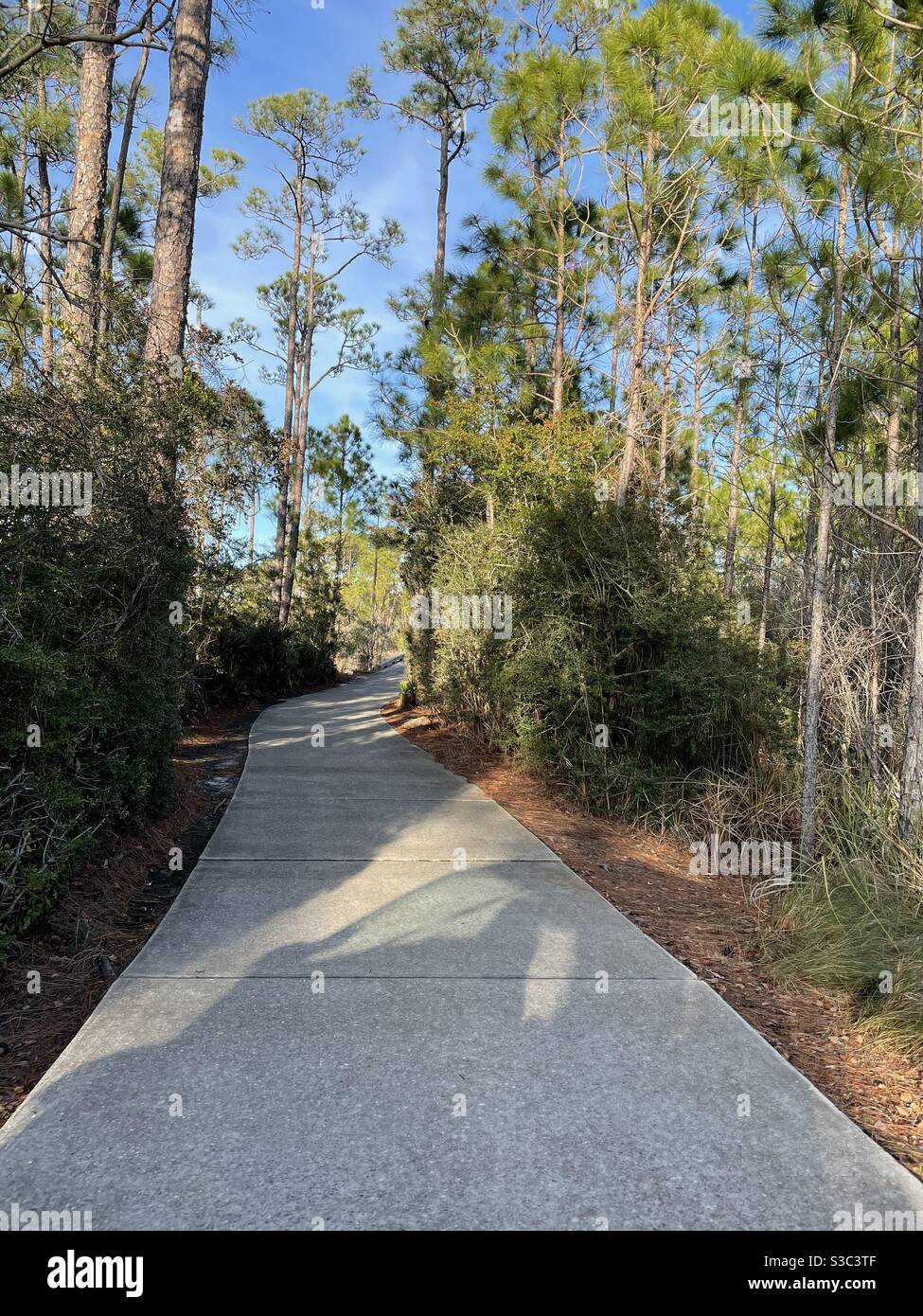 Concrete paved hiking path through Florida forest Stock Photo - Alamy