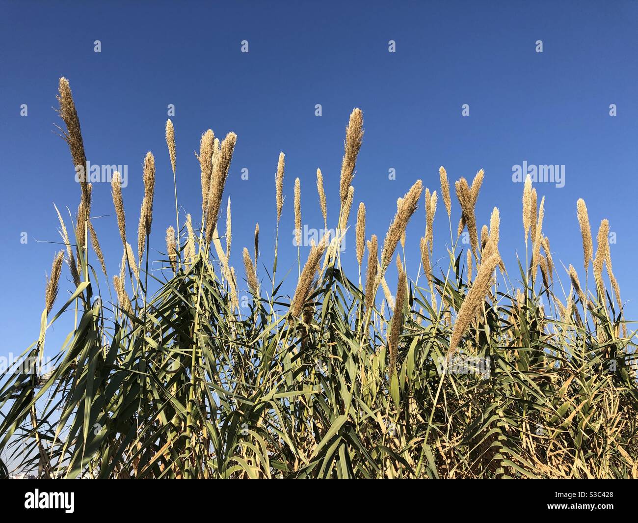 Sand reed hi-res stock photography and images - Alamy