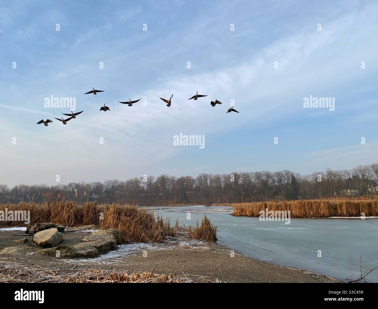 Marsh geese hi-res stock photography and images - Alamy