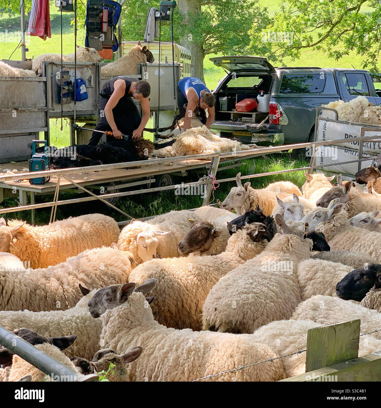 Sheep 2020 hi-res stock photography and images - Alamy
