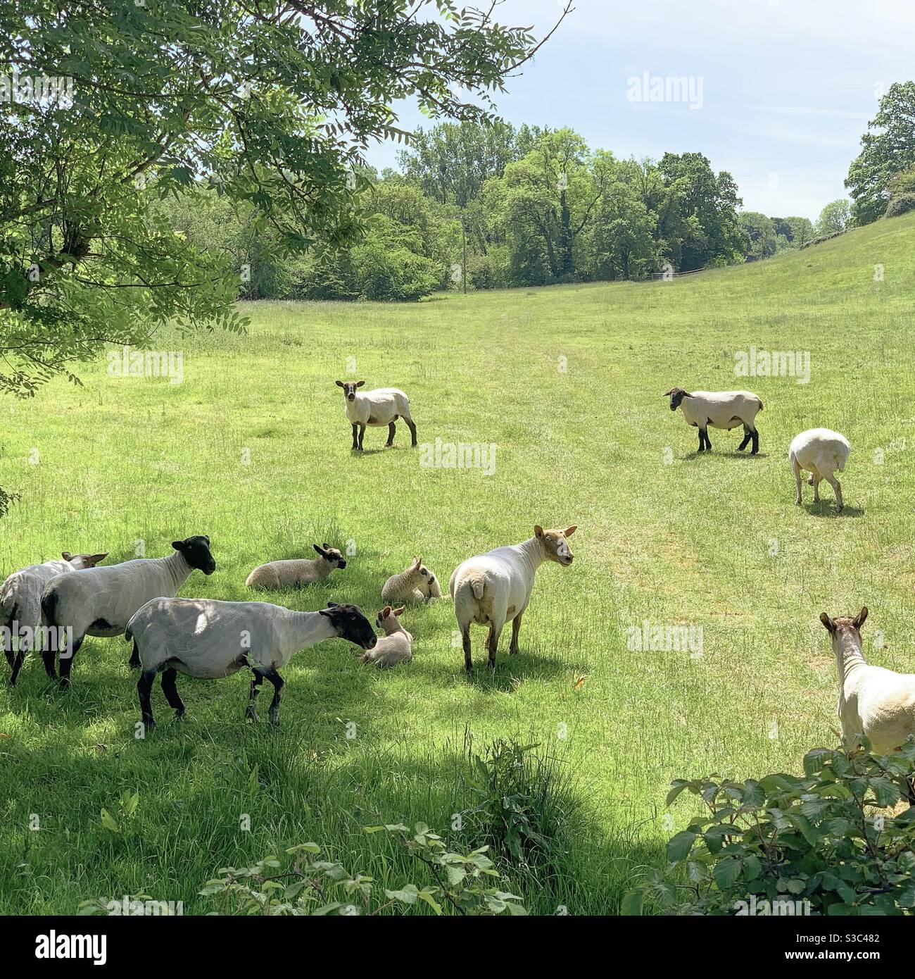 Sheep Was Shorn High Resolution Stock Photography and Images - Alamy