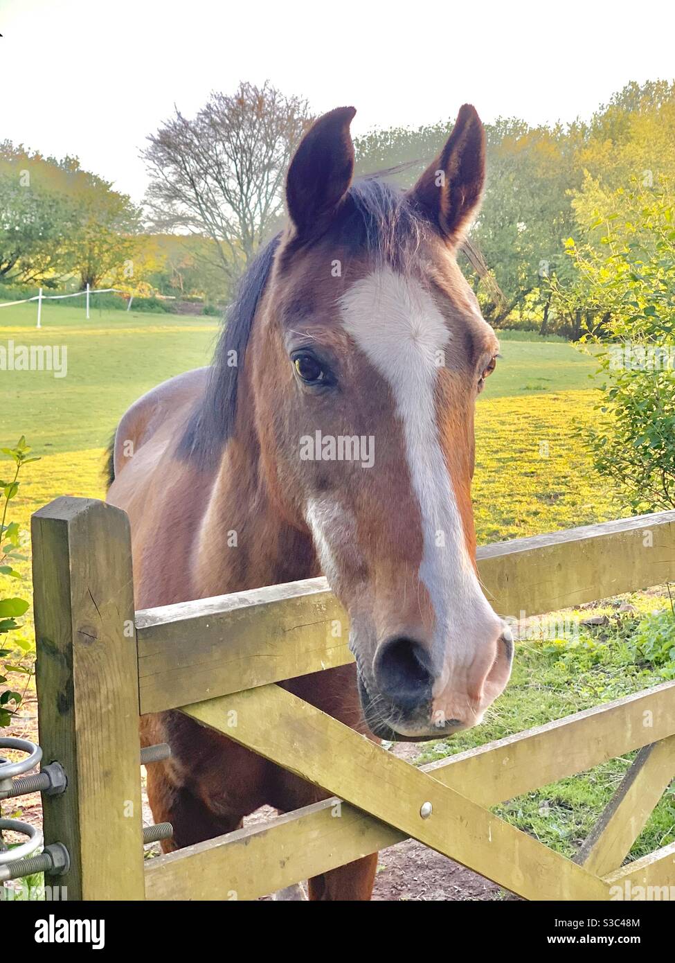 Bay horse blaze hi-res stock photography and images - Alamy