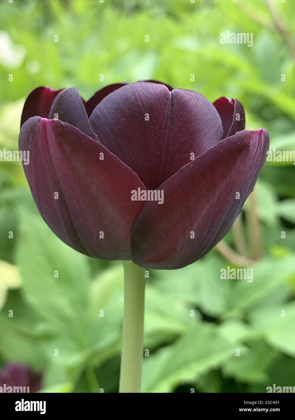 Red maroon hi-res stock photography and images - Alamy