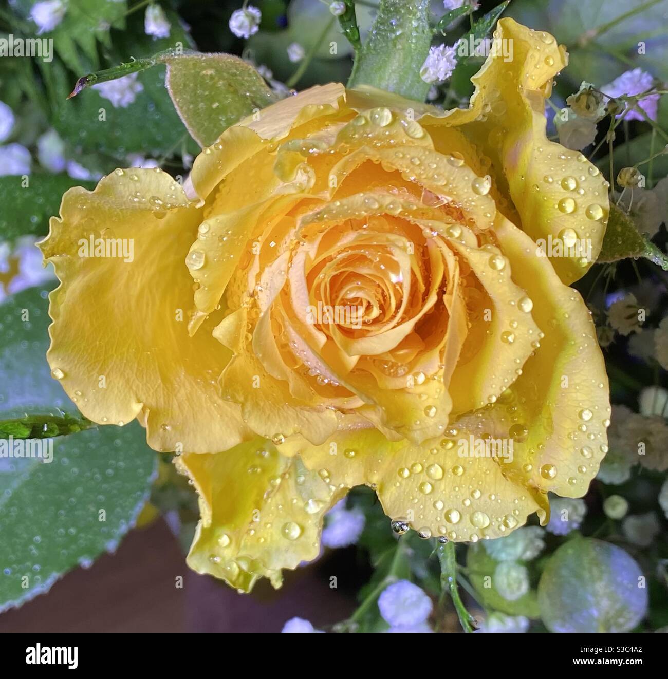 Kissed petals hi-res stock photography and images - Alamy