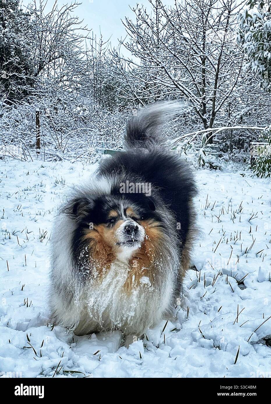 Dog playing in the snow Stock Photo - Alamy