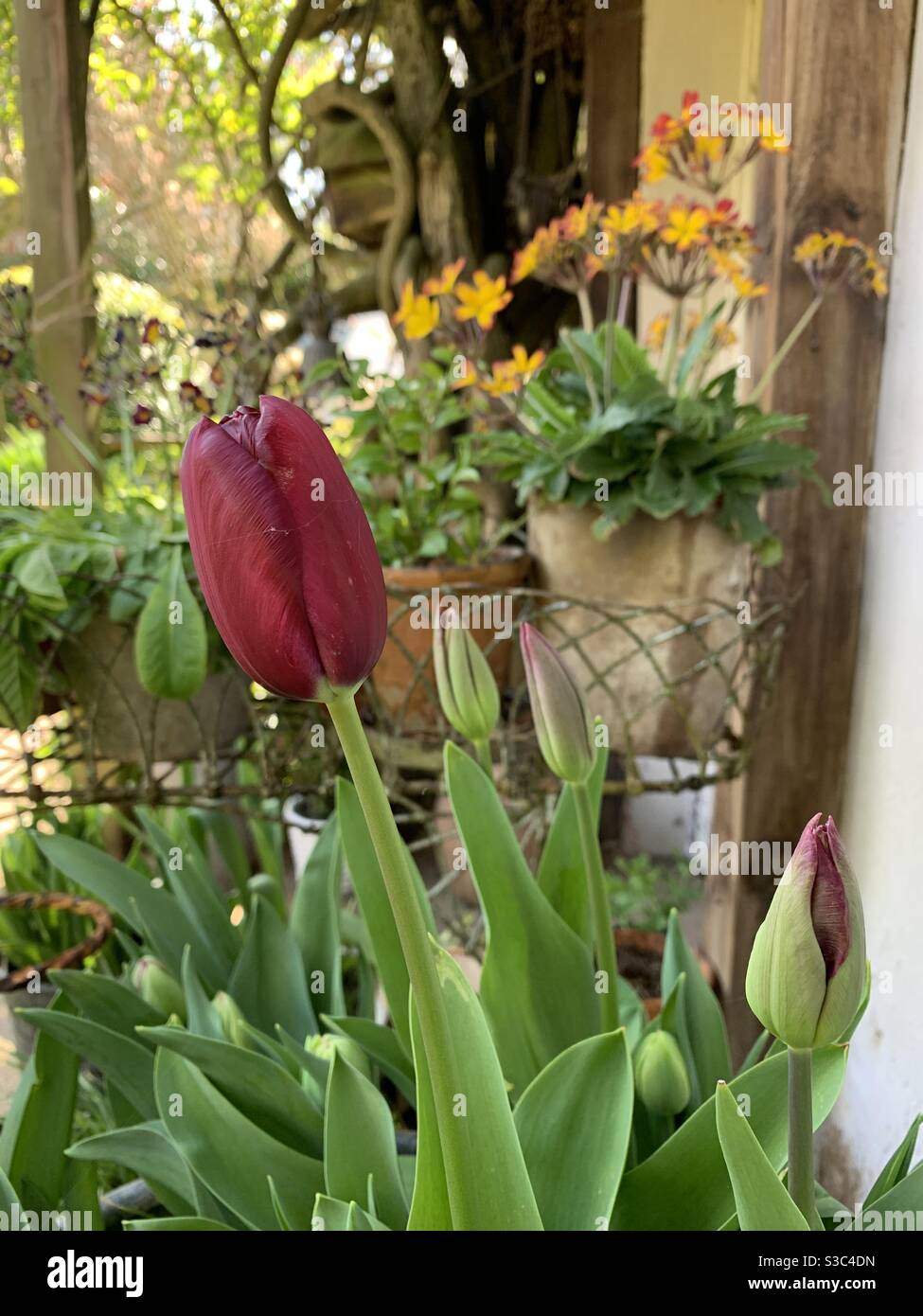 Maroon and yellow flowers hi-res stock photography and images - Alamy