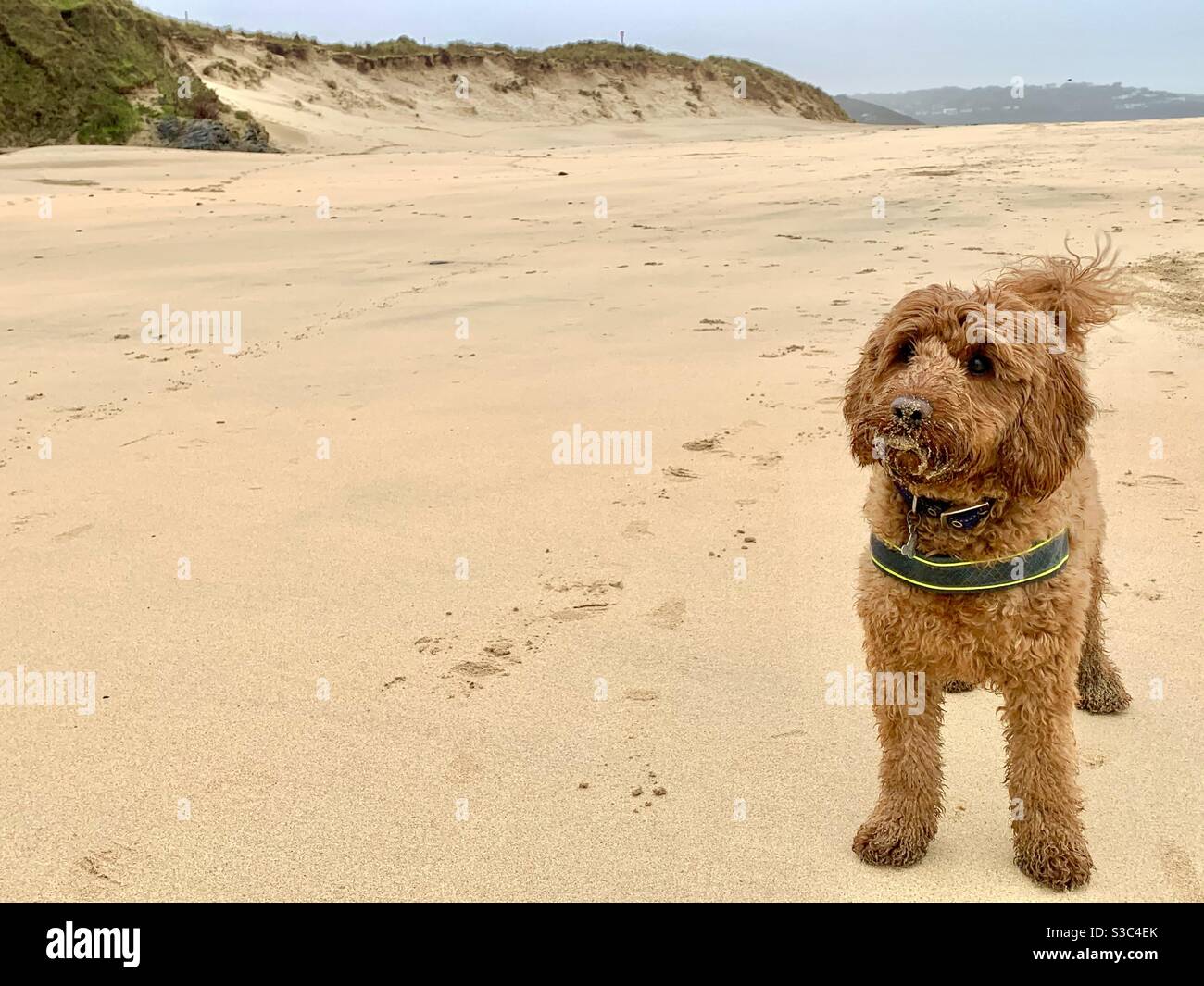 Cockapoo On Beach High Resolution Stock Photography and Images - Alamy
