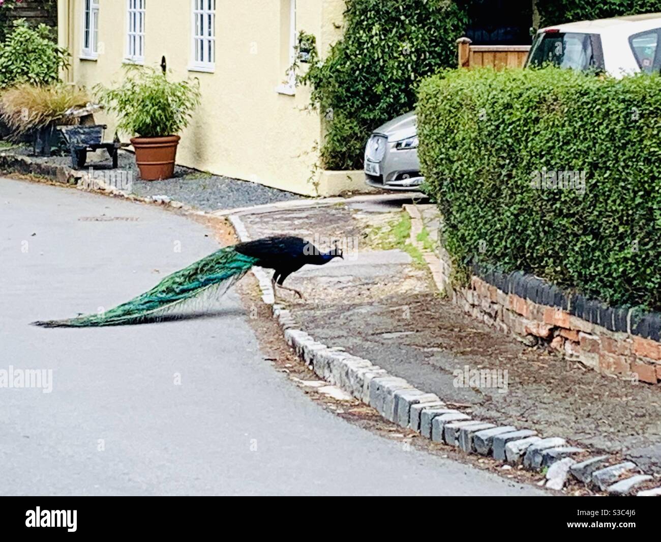 Peacock outdoors hi-res stock photography and images - Alamy