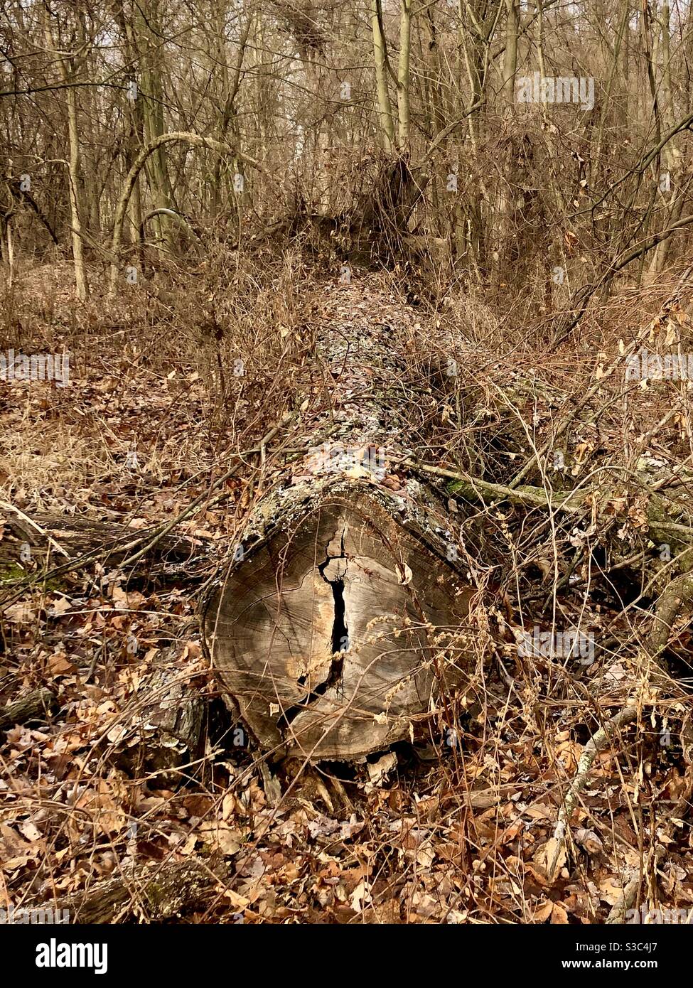 Fallen tree in the woods Stock Photo - Alamy