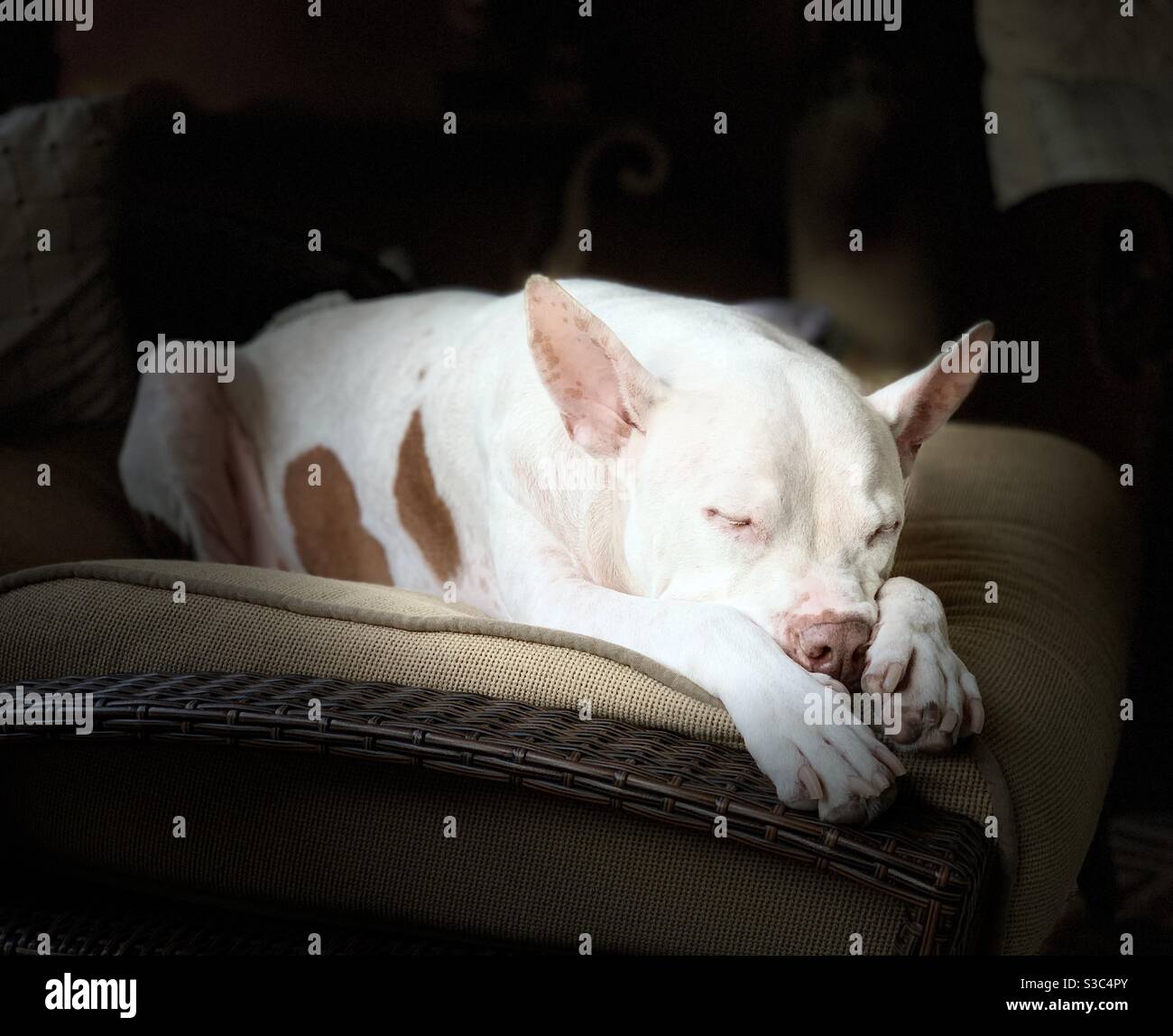 Dog napping hi-res stock photography and images - Alamy