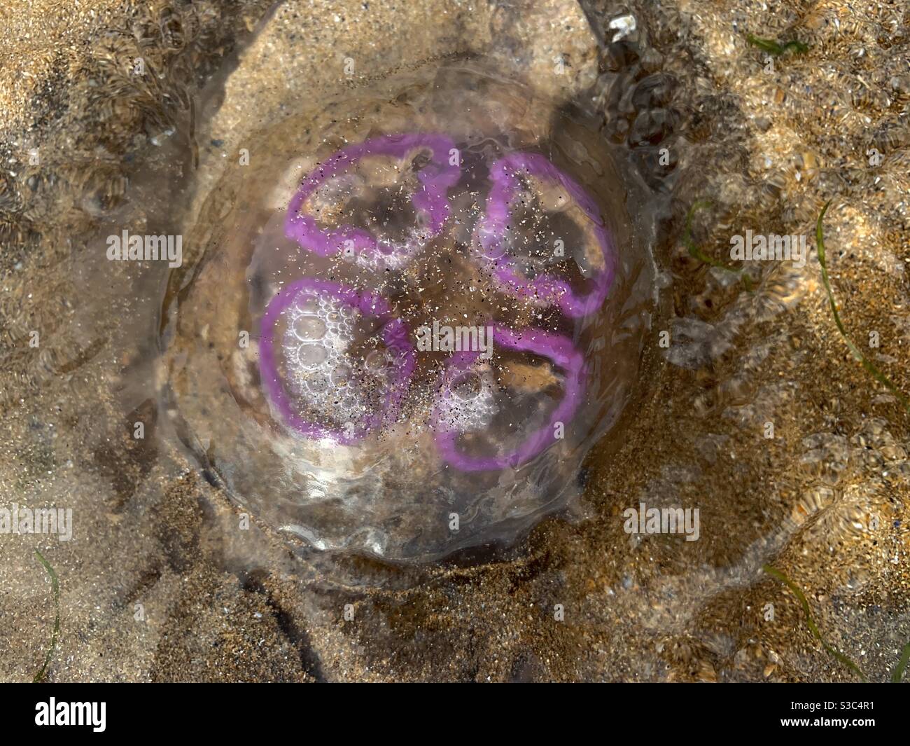 Moon jellyfish british hi-res stock photography and images - Alamy
