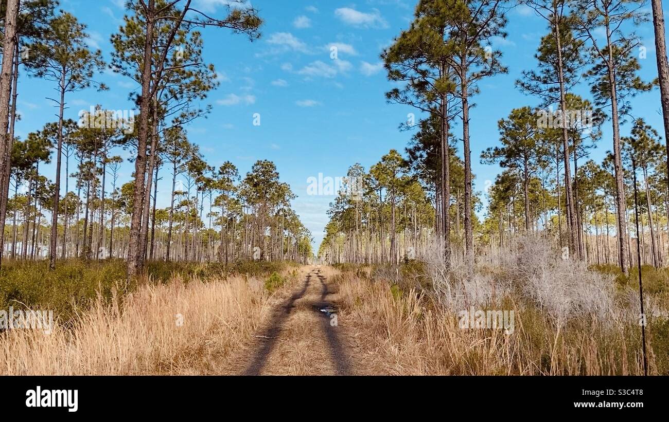 Apalachicola National Forest High Resolution Stock Photography and ...