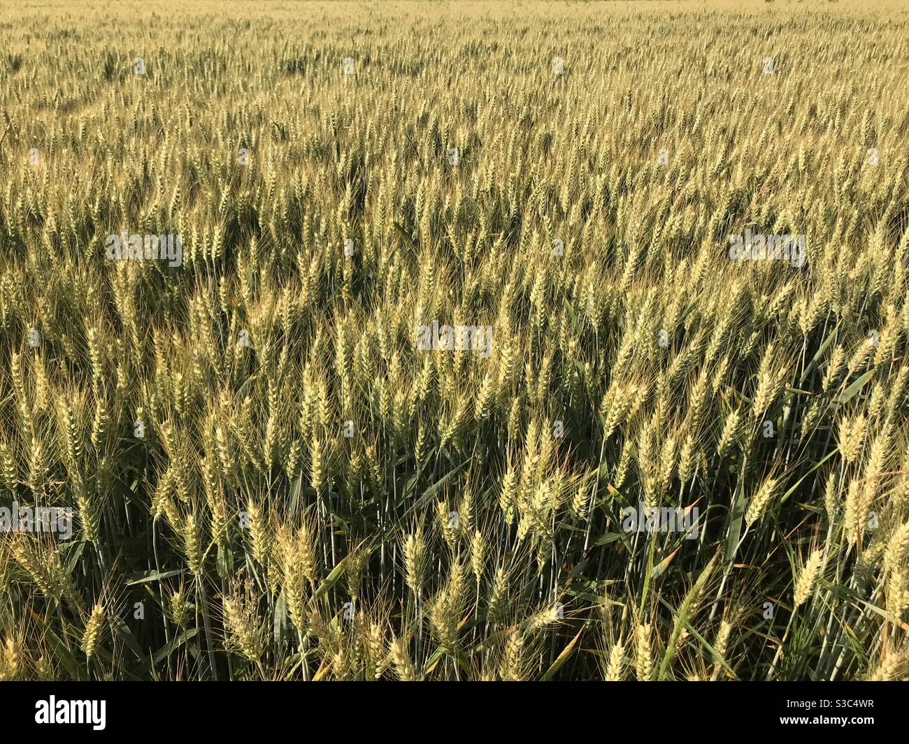 Closeup of ripe wheat ears hi-res stock photography and images - Alamy