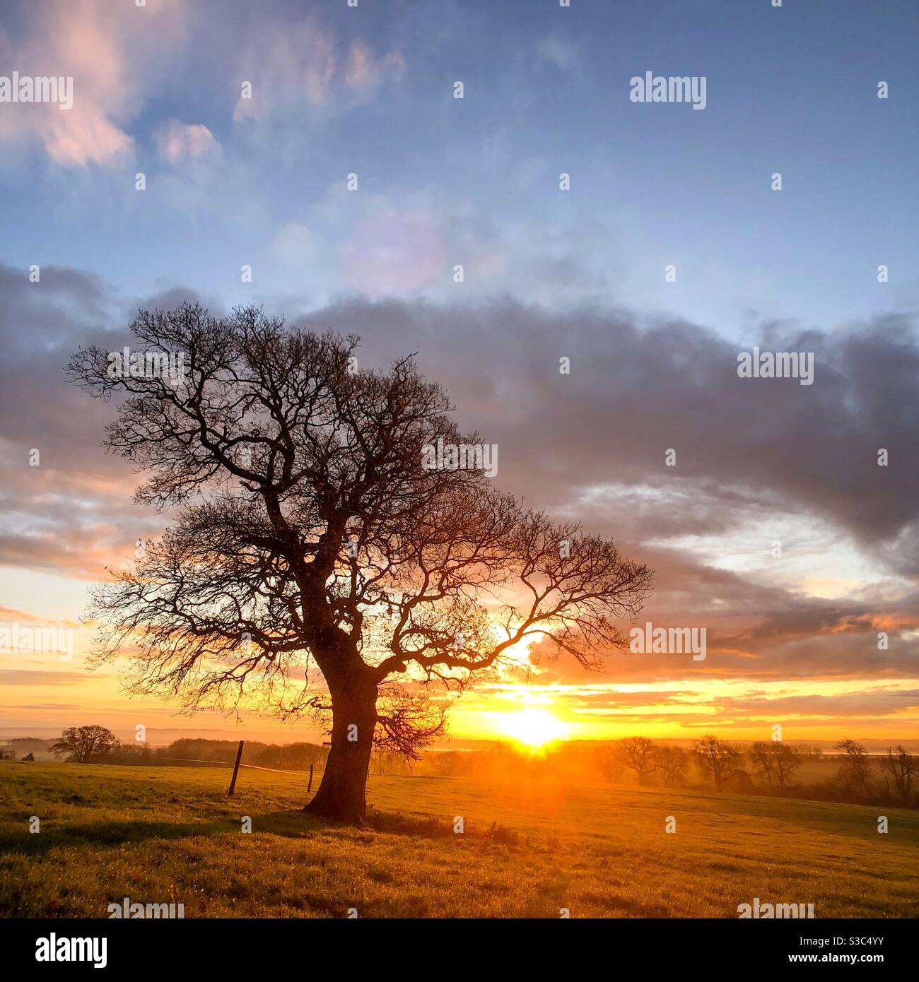 Tree at sunrise Stock Photo - Alamy