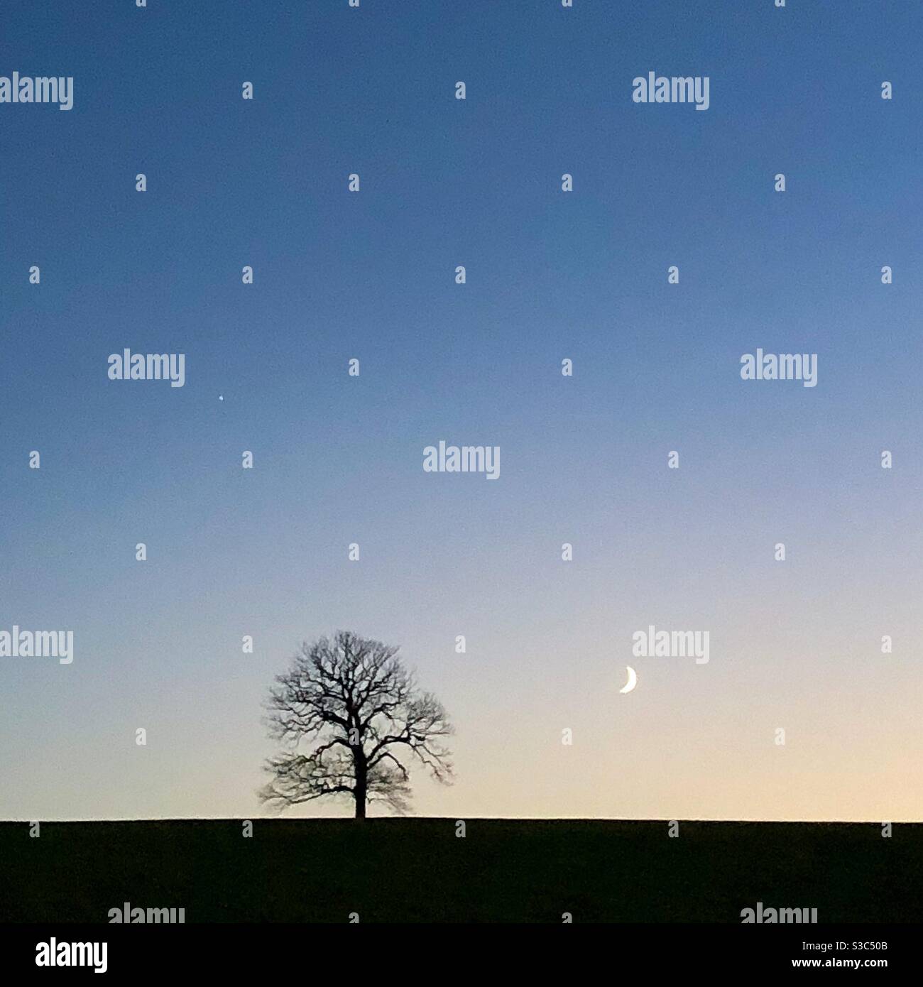 Tree Moon and Star Stock Photo - Alamy