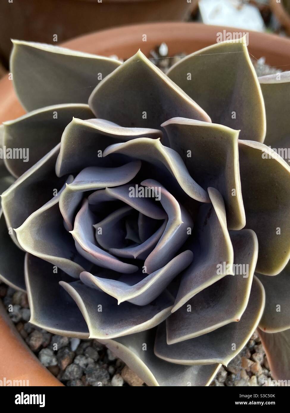 Grey succulent hi-res stock photography and images - Alamy