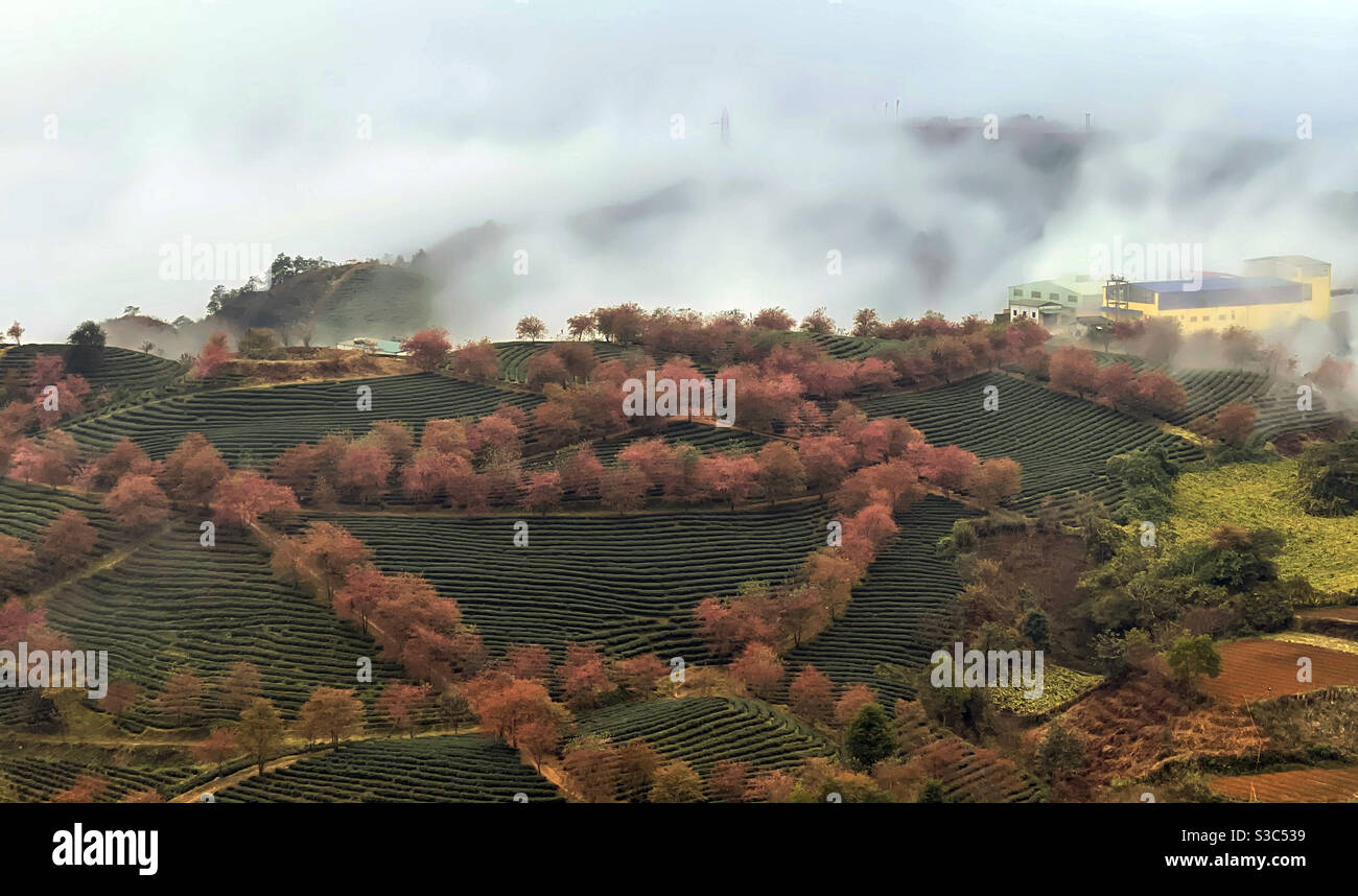Oolong tea hill hi-res stock photography and images - Alamy