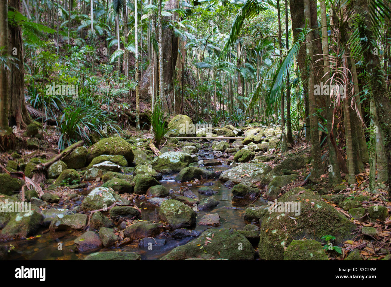 Rainforest tranquility hi-res stock photography and images - Alamy