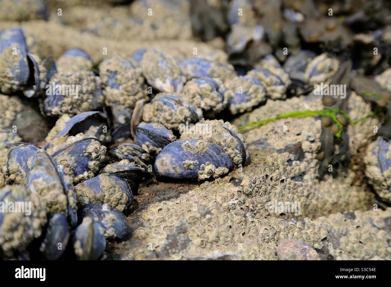 Barnacle Rocks High Resolution Stock Photography and Images - Alamy