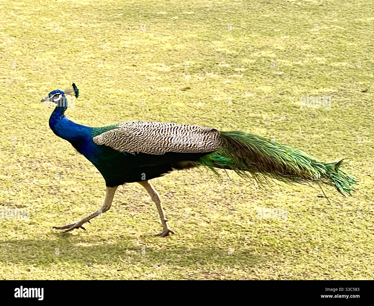 Morning peacock hi-res stock photography and images - Alamy