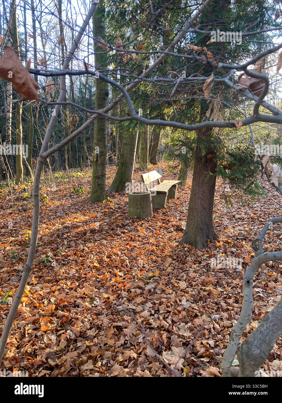 Laub im wald hi-res stock photography and images - Alamy