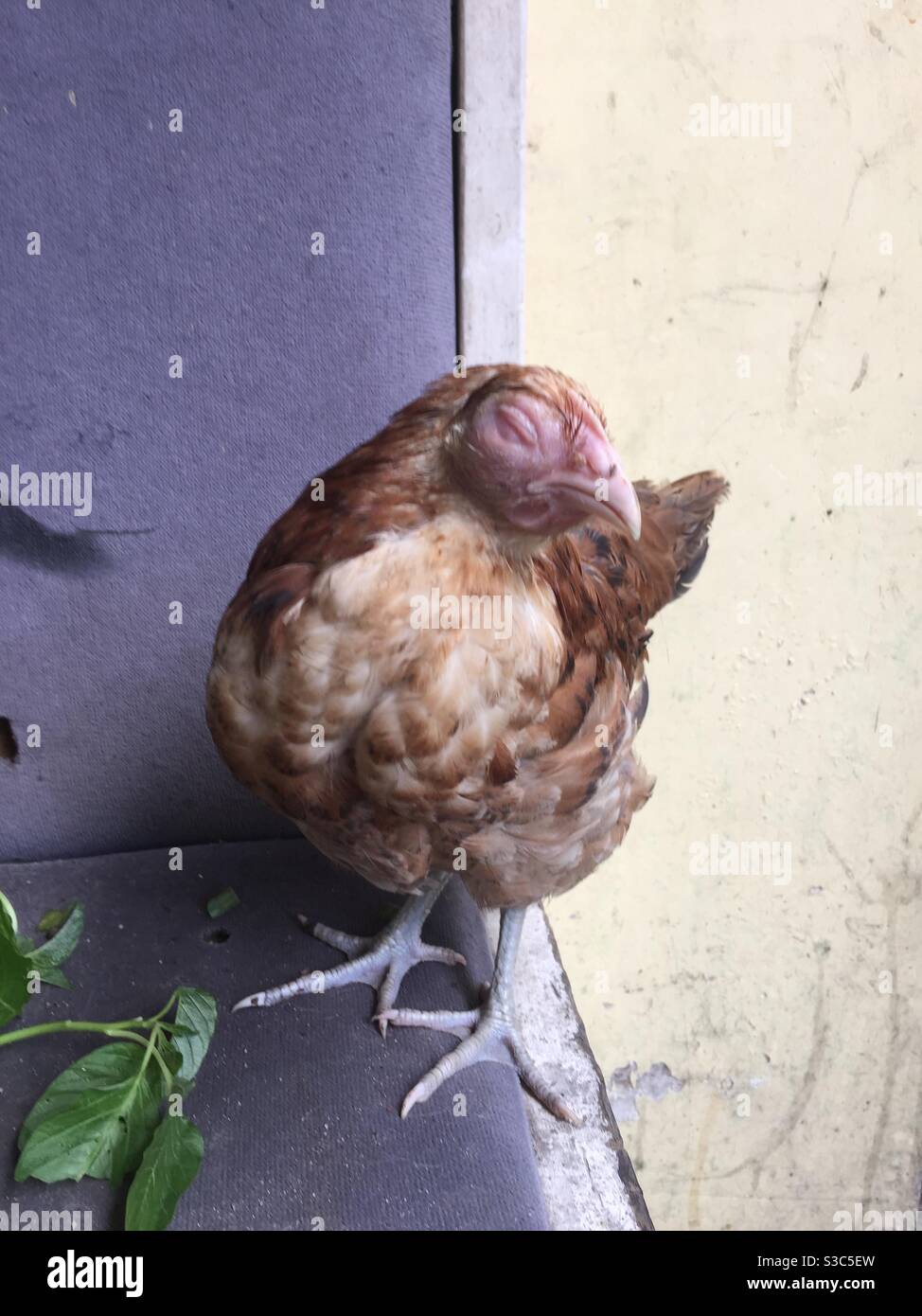 Chicken Disease High Resolution Stock Photography and Images - Alamy