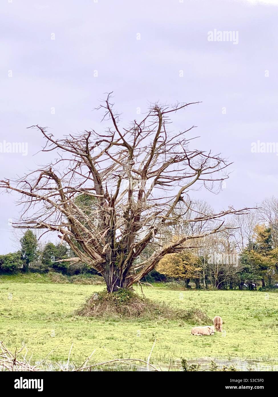 Dried Tree, Dead tree, brown, beautiful, painting Stock Photo - Alamy