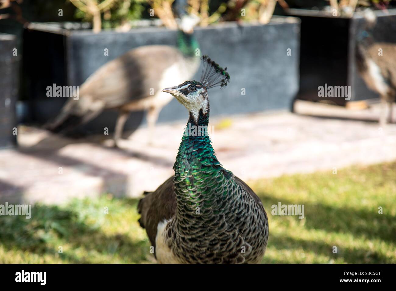 a green feathered peacock proudly standing Stock Photo - Alamy