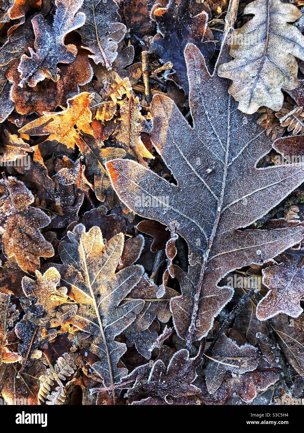 Fallen cold hi-res stock photography and images - Alamy
