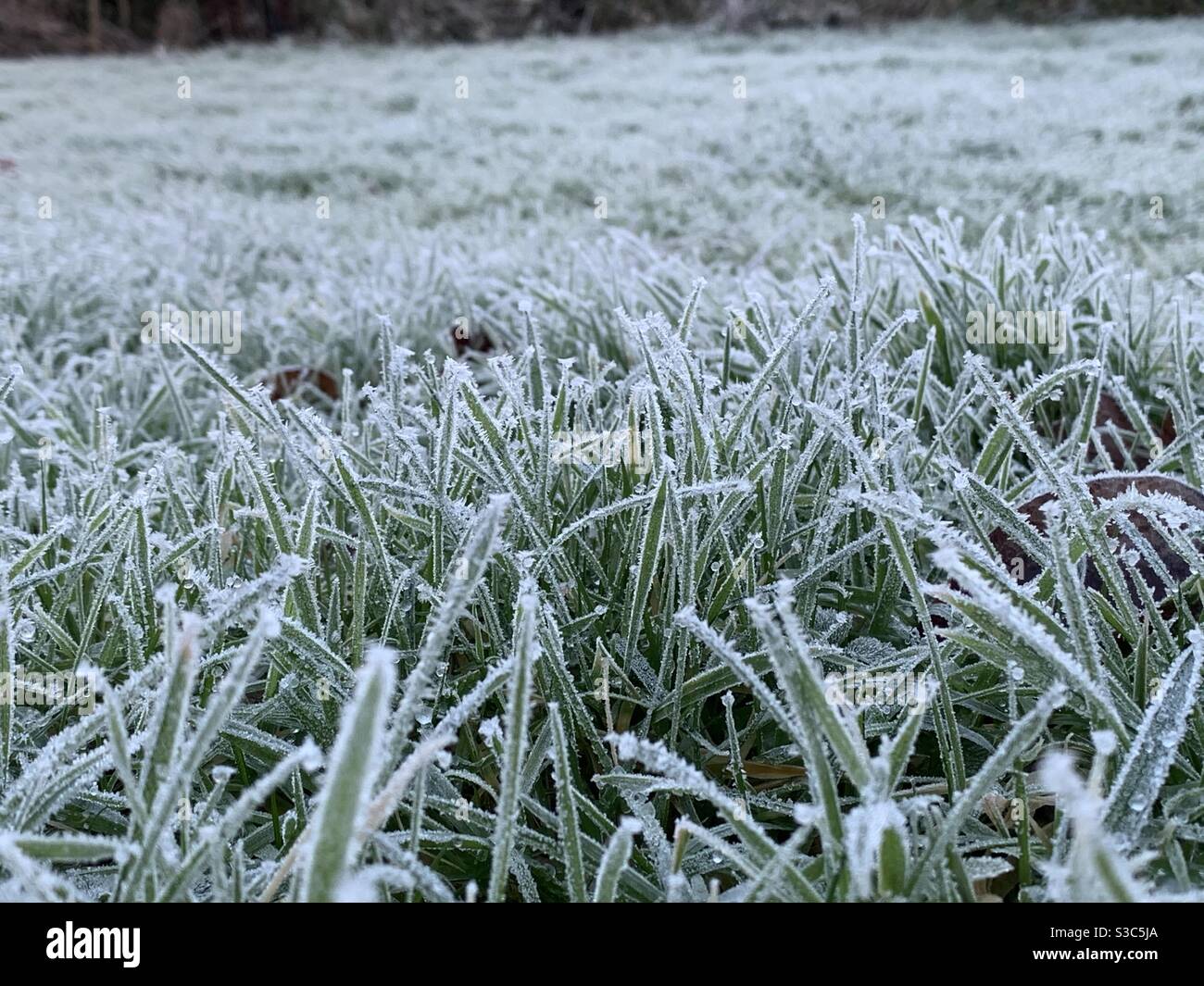 Frost On Grass