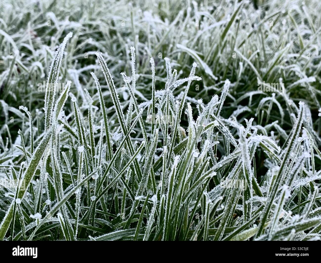 English garden frost hi-res stock photography and images - Alamy