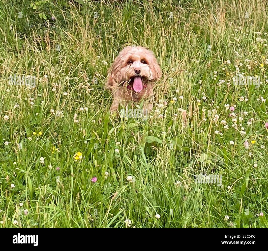 Cockapoo flowers hi-res stock photography and images - Alamy