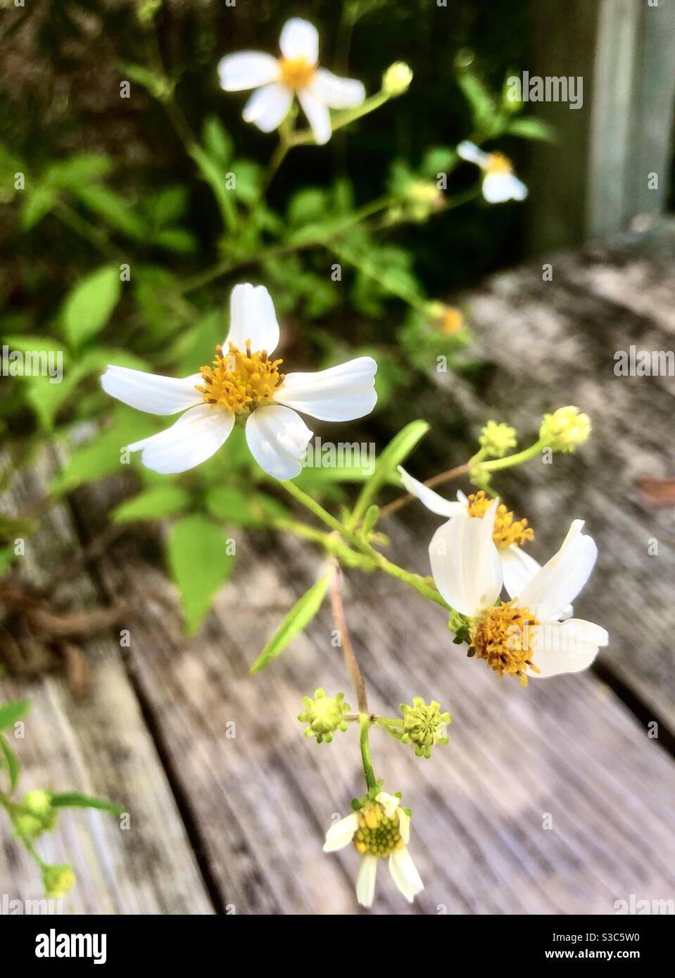 Swamp flowers hi-res stock photography and images - Alamy