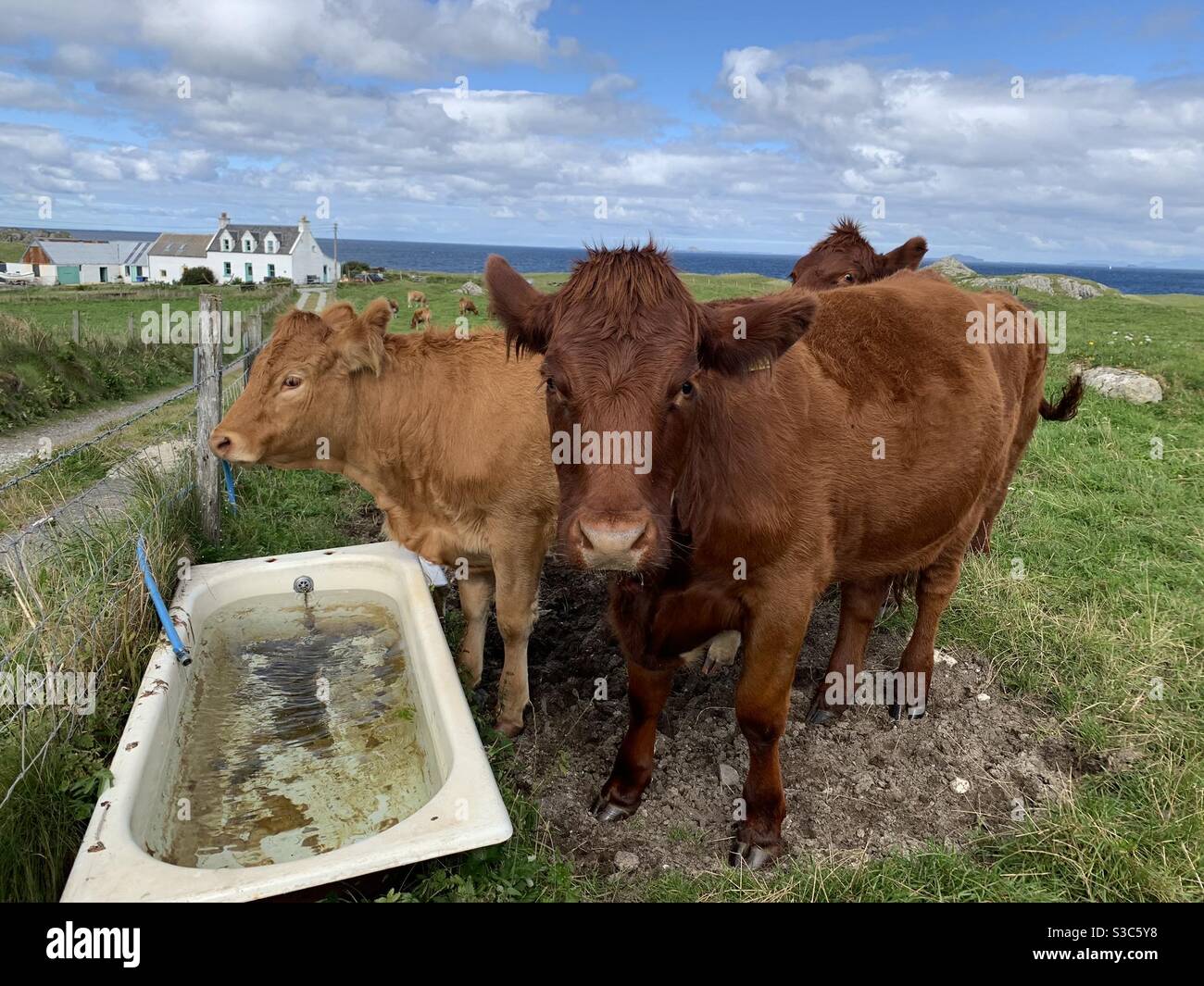 Scary cows hi-res stock photography and images - Alamy