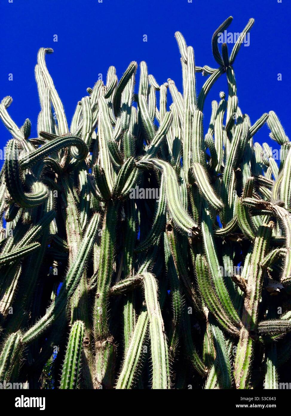 Cactus muerto hi-res stock photography and images - Alamy