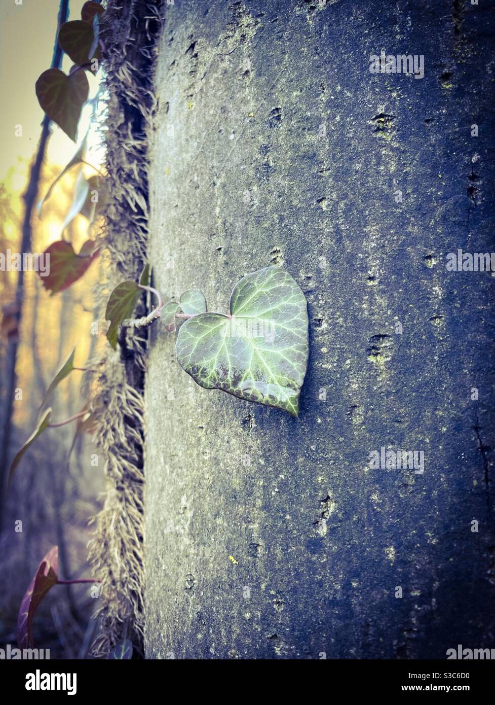 Heart ivy hi-res stock photography and images - Alamy