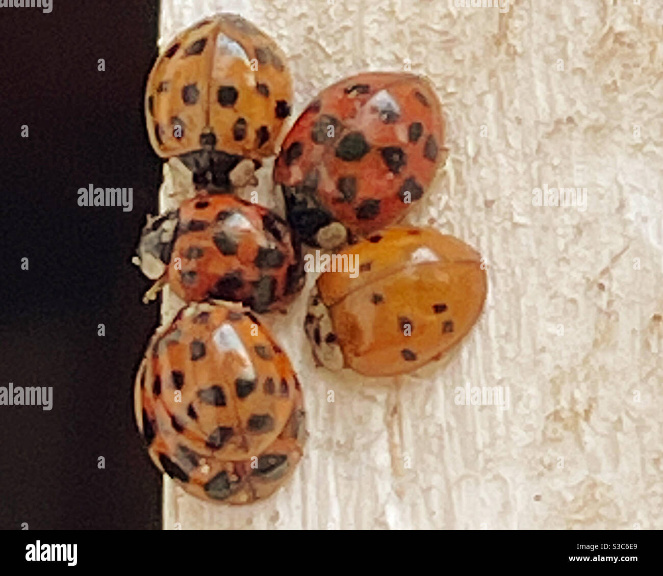 A group of bugs Stock Photo - Alamy