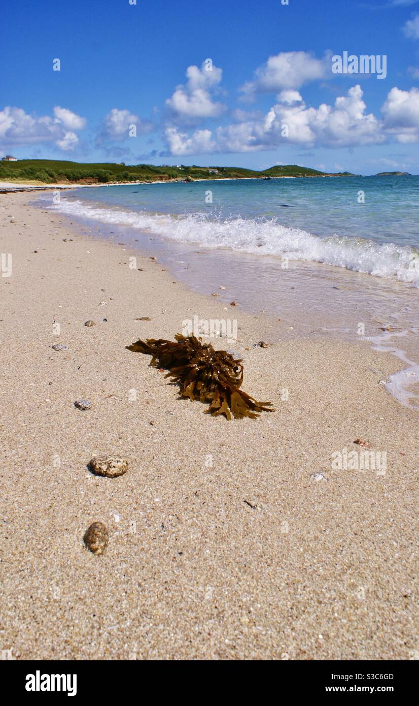 Atlantic ocean seaweed hi-res stock photography and images - Alamy