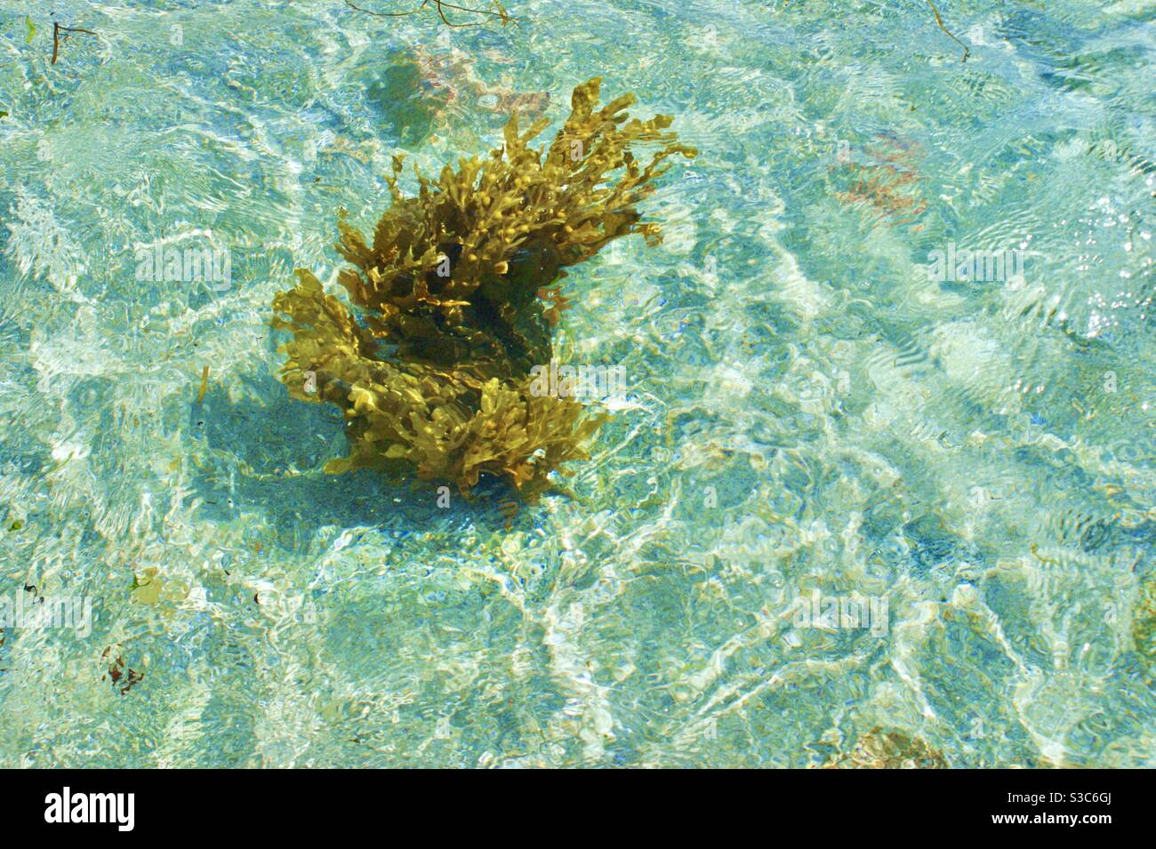 Seaweed floating in shallow water hi-res stock photography and images ...