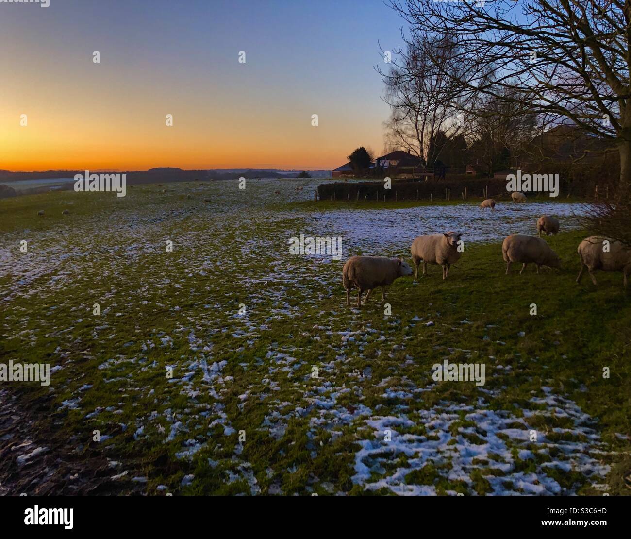 Sheep in frozen field hi-res stock photography and images - Alamy