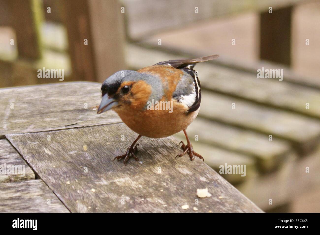 English perch hi-res stock photography and images - Alamy