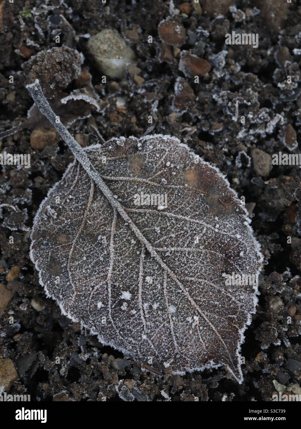Frozen leaf on hard ground Stock Photo - Alamy