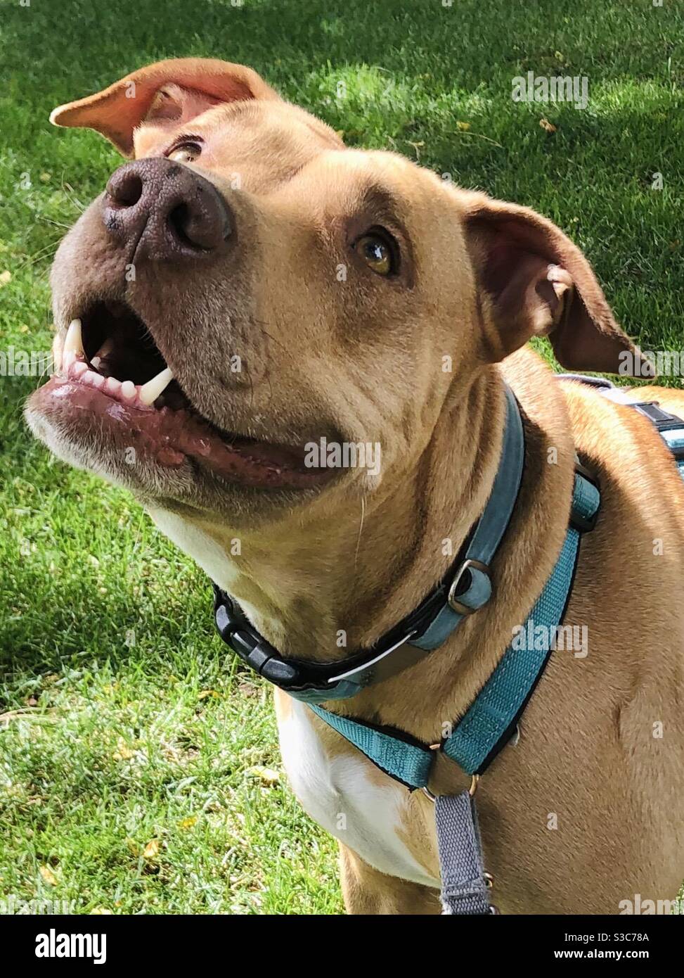 Happy Pit Bull Stock Photo - Alamy