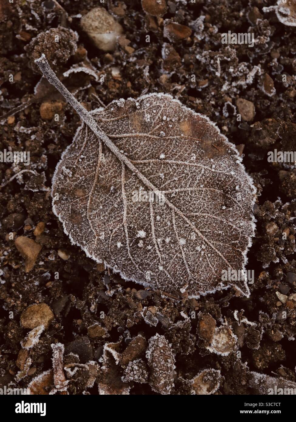 Vivid leaf hi-res stock photography and images - Alamy
