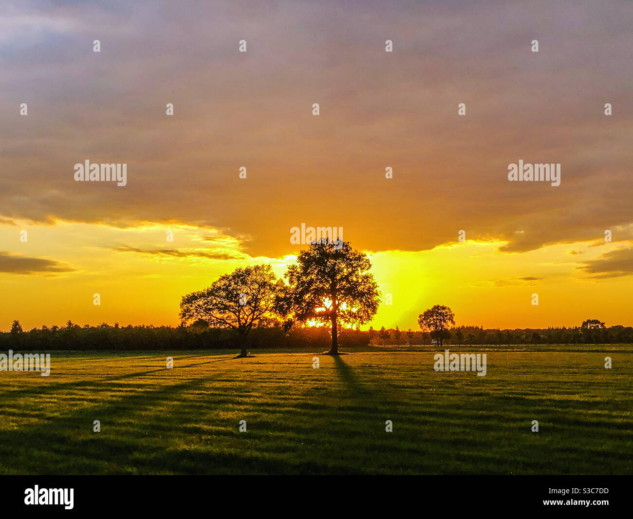 Field sunset tree farm hi-res stock photography and images - Alamy