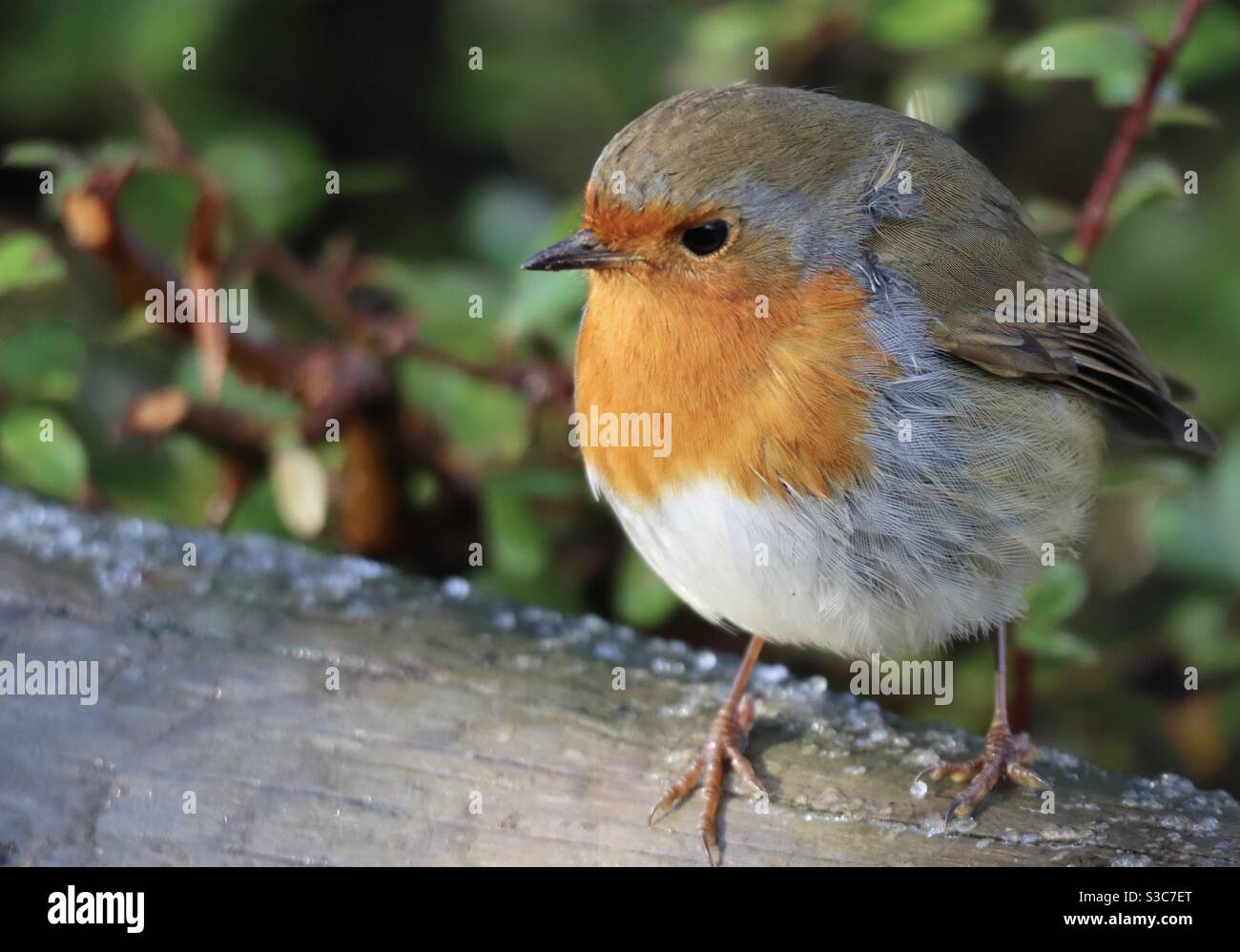 A friendly Robin on New Year’s Eve coming to say hello. It has a full ...