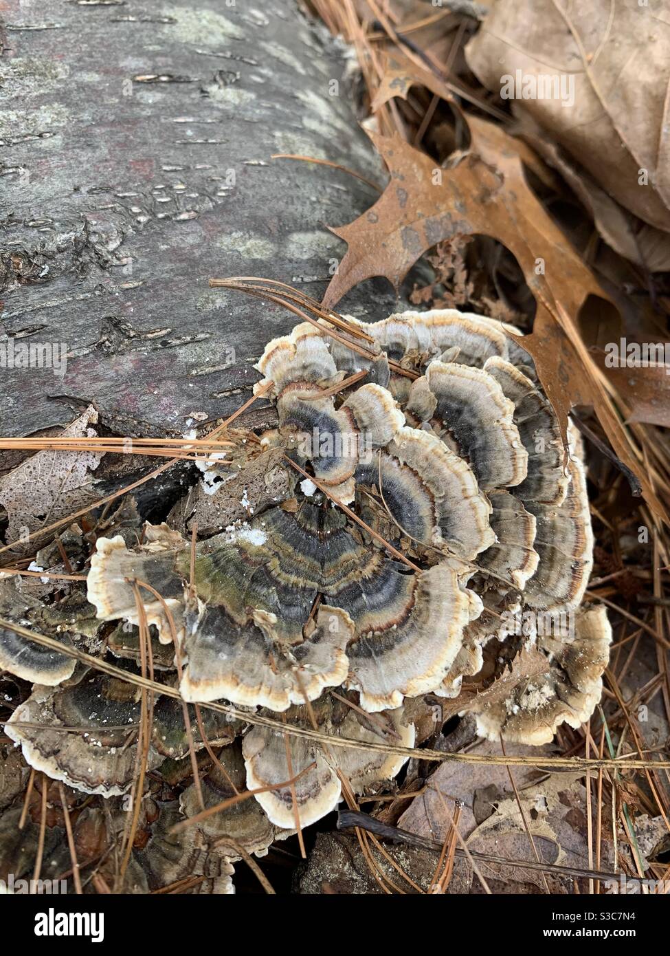 Medicinal mushrooms hi-res stock photography and images - Alamy