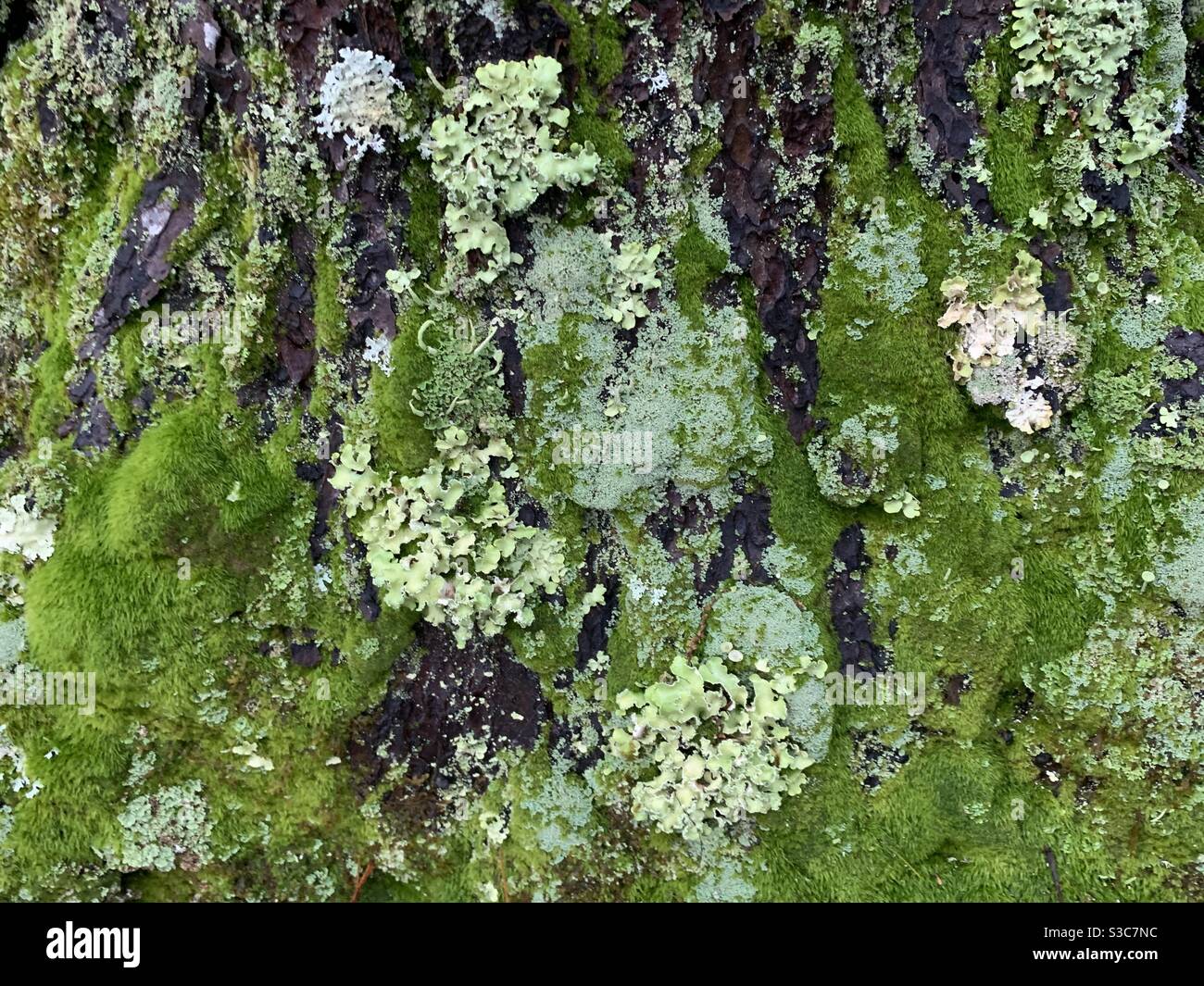 Foliose lichen green hi-res stock photography and images - Alamy