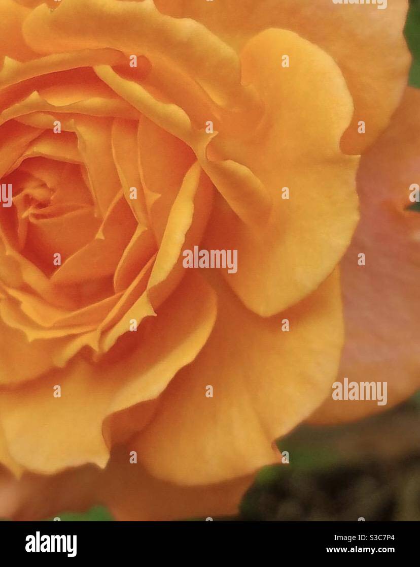 Nature upclose hi-res stock photography and images - Alamy